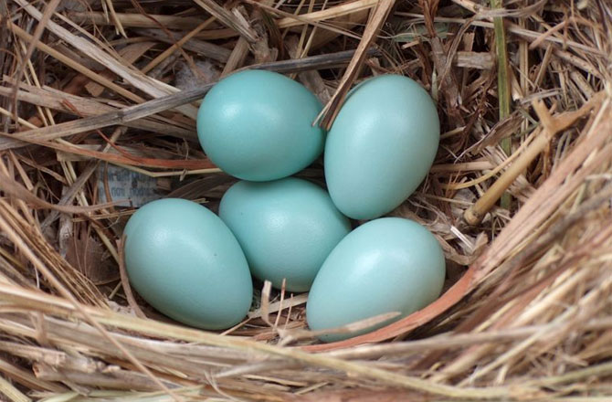 Druhy slepic a zajímavosti :: Bedrichovickystatek